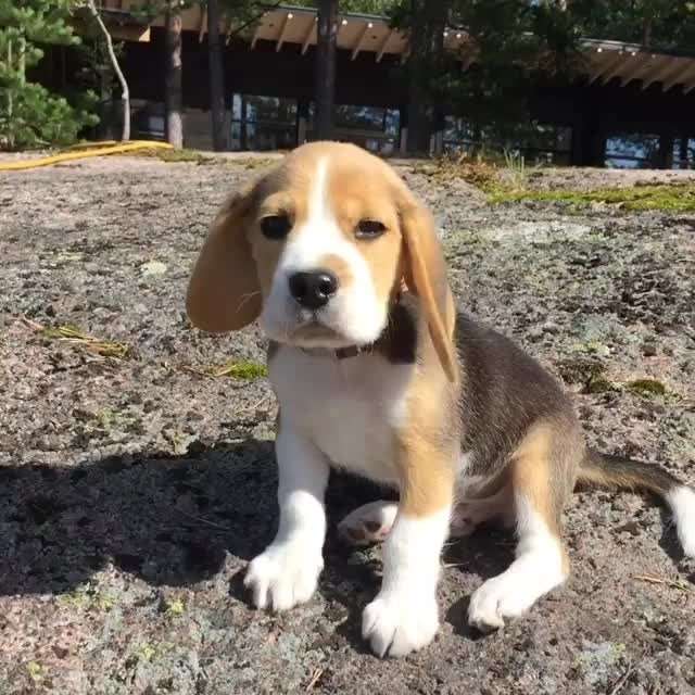ביגל למסירה בגן יבנה, מודעה 90267 | כלבים - לוח חיות מחמד | הומלס