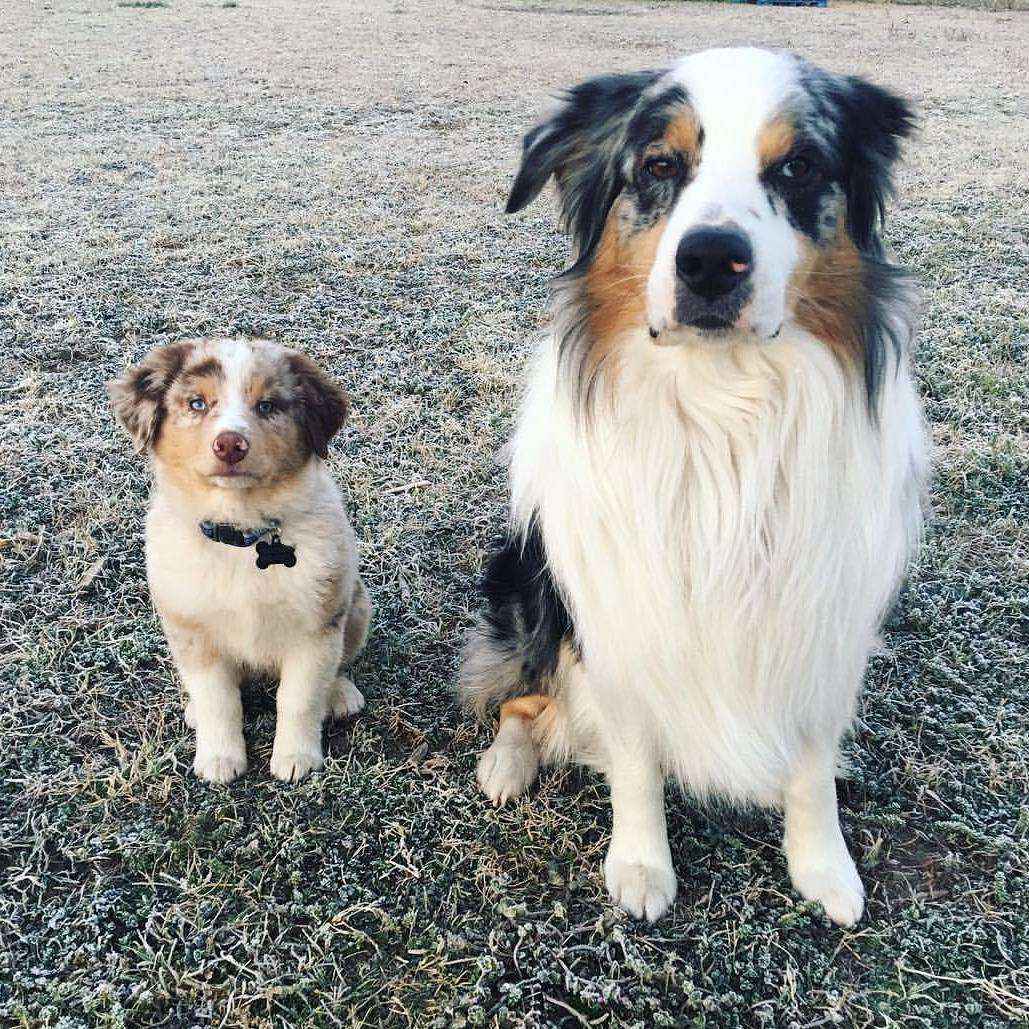 רועה אוסטרלי למסירה בקרית אתא, מודעה 91236 | כלבים - לוח חיות מחמד | הומלס
