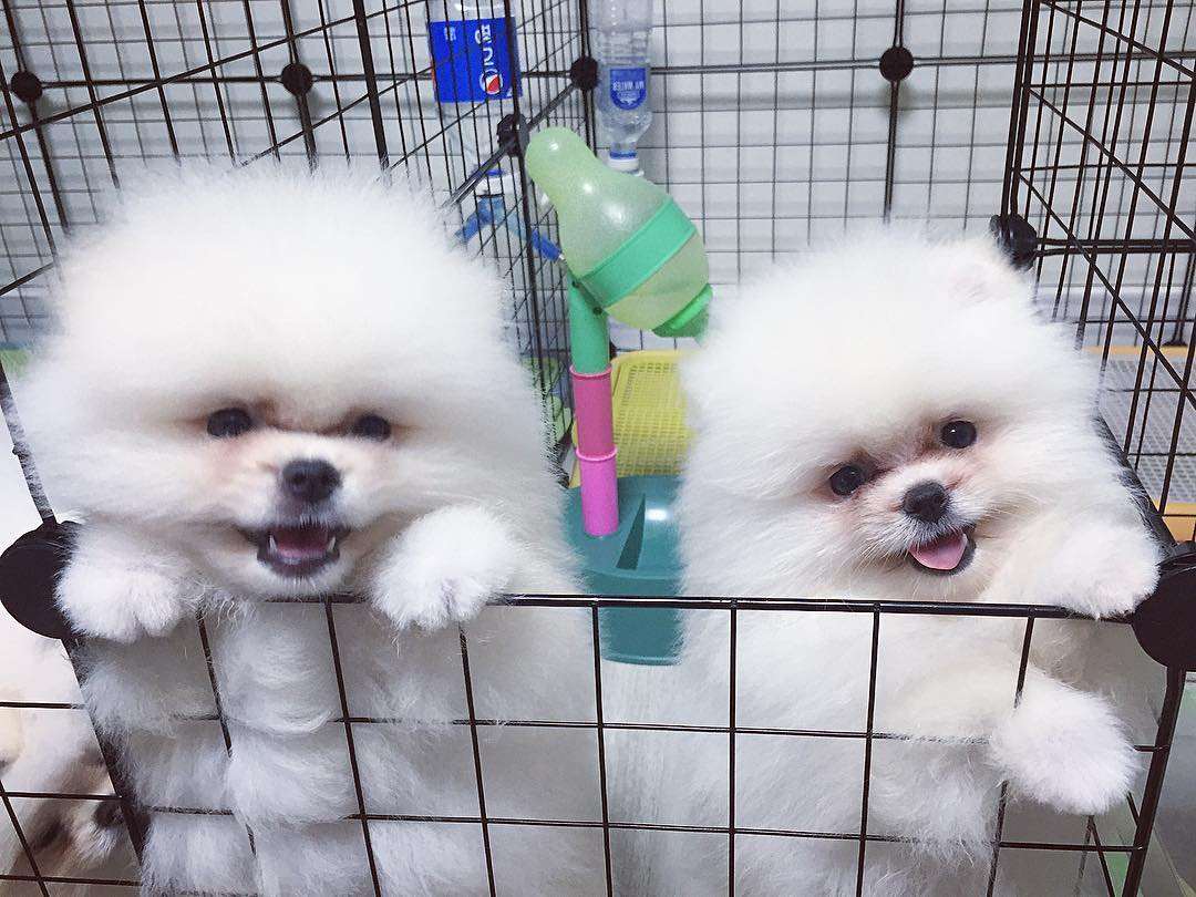 פומרניאן למסירה באביאל, מודעה 102164 | כלבים - לוח חיות מחמד | הומלס