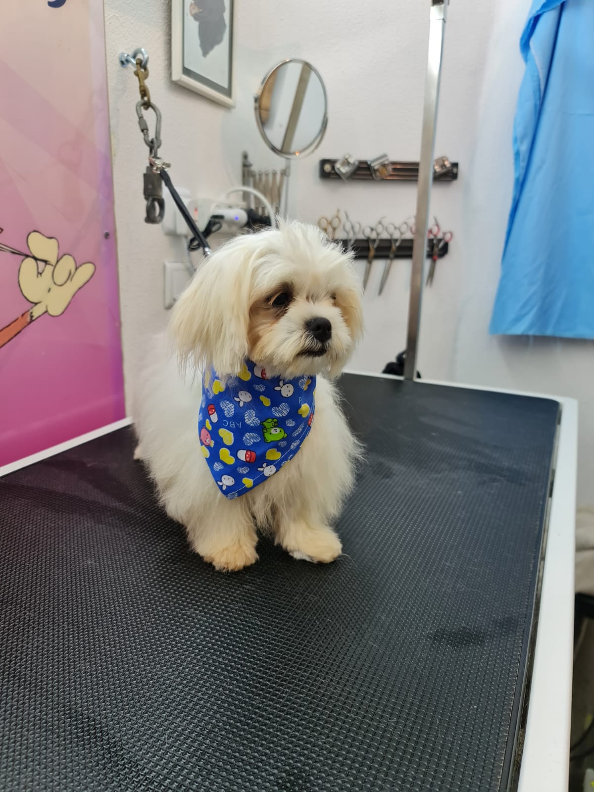 מלטז למכירה ביקנעם עילית, 3700 שח, מודעה 136716 | כלבים - לוח חיות מחמד ...