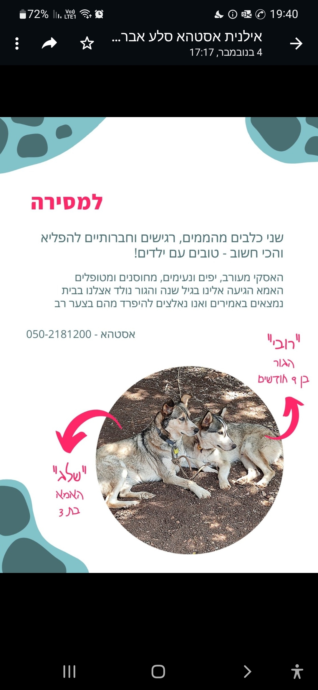 כלבים למסירה ב אמירים, מודעה 146354 | כלבים - לוח חיות מחמד | הומלס