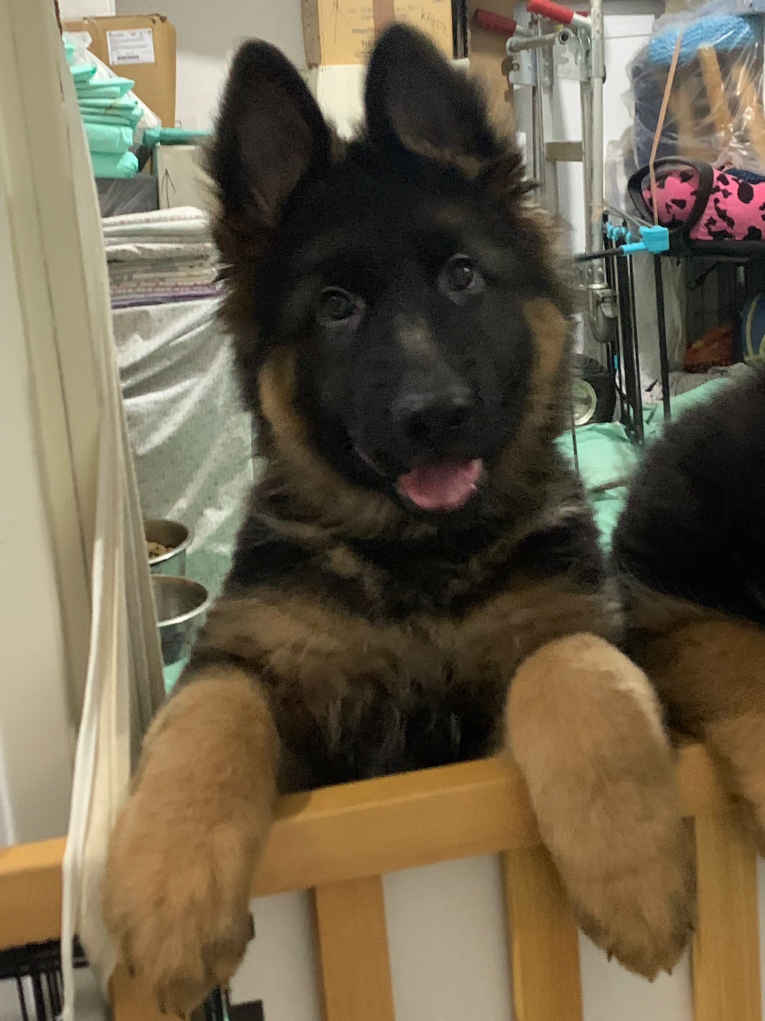 רועה גרמני למכירה בכרמיאל, מודעה 147186 | כלבים - לוח חיות מחמד | הומלס