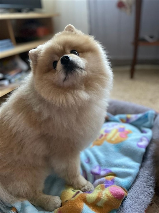 שפיץ יפני למכירה בחיפה, 4000 שח, מודעה 148785 | כלבים - לוח חיות מחמד ...